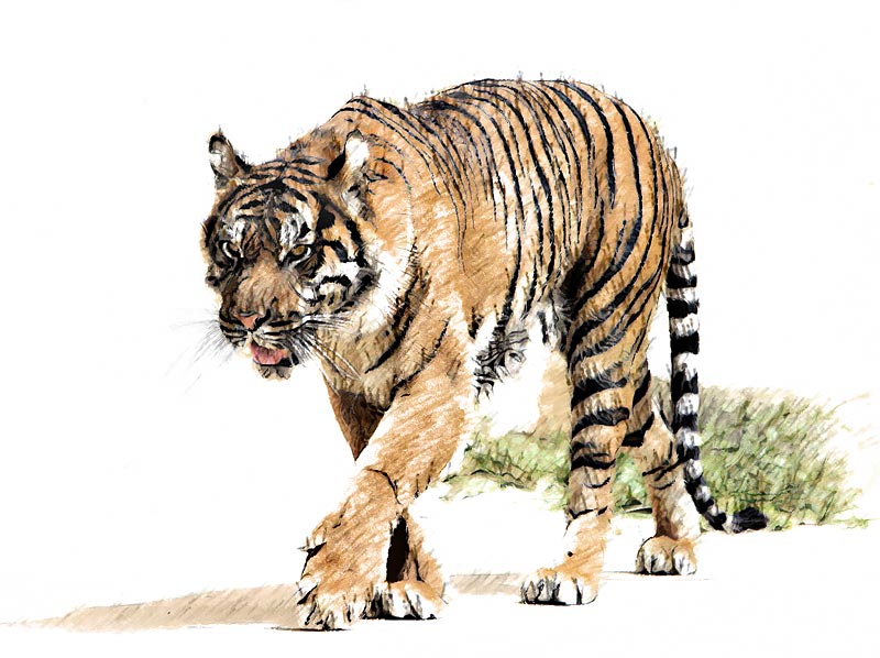 A Tiger In The Zoo EXTRACLASS